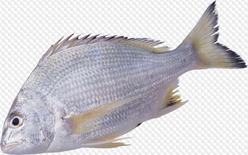 Sea fish png, River fish png, 40 images, download