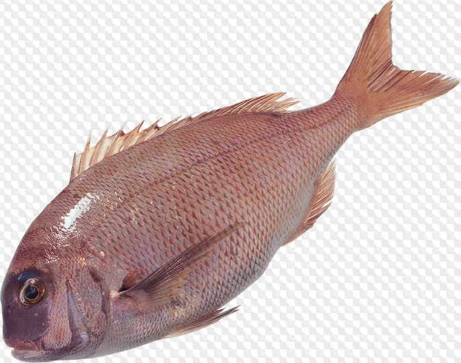 Sea fish png, River fish png, 40 images, download
