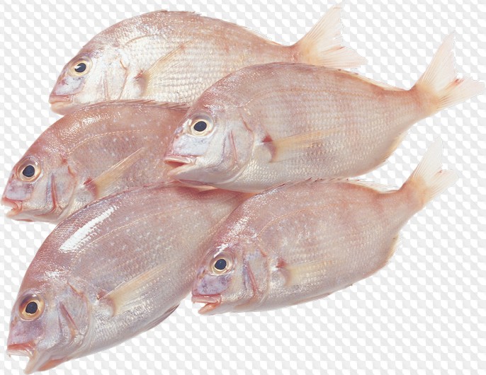 Sea fish png, River fish png, 40 images, download