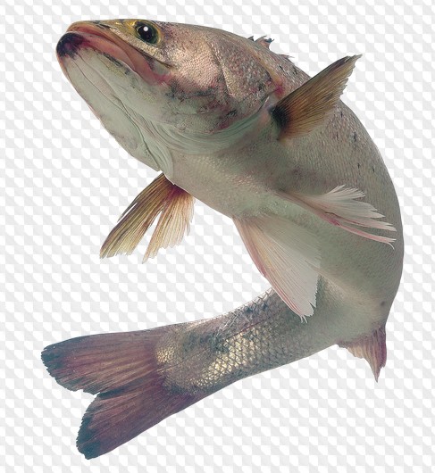 Sea fish png, River fish png, 40 images, download