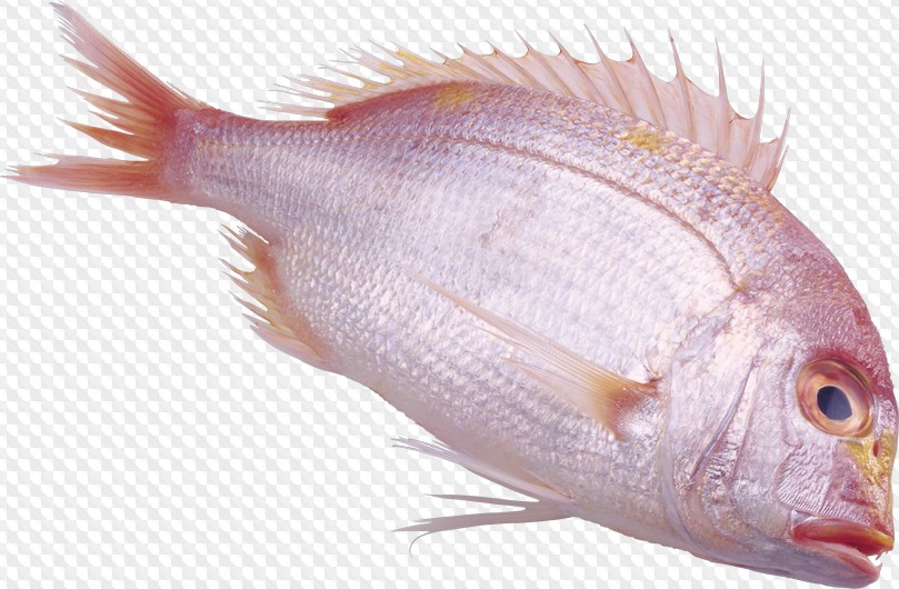 Sea fish png, River fish png, 40 images, download