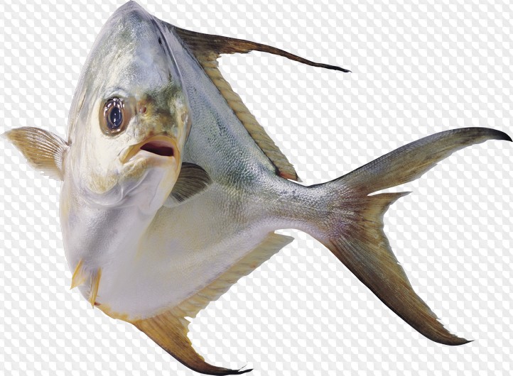 Sea fish png, River fish png, 40 images, download