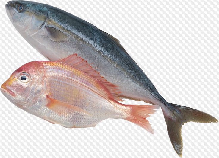 Sea fish png, River fish png, 40 images, download. Transparent PNG free ...