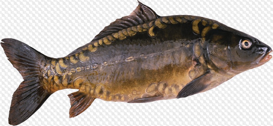 Sea fish png, River fish png, 40 images, download