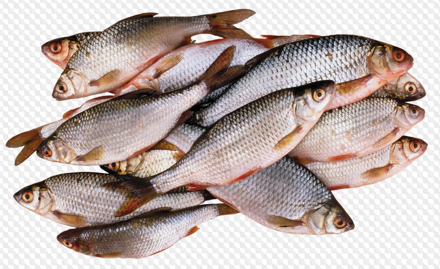 Sea fish png, River fish png, 40 images, download. Transparent PNG free ...