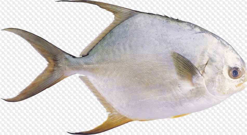 Sea fish png, River fish png, 40 images, download