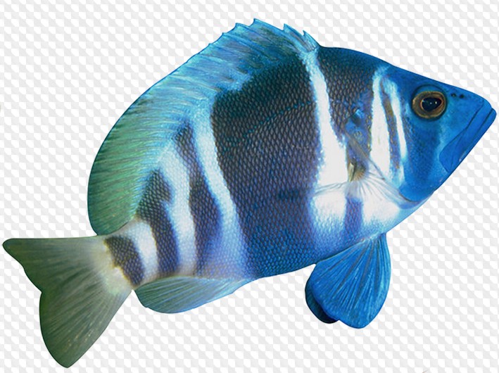 Peces tropicales, 40 imágenes PNG, descargar