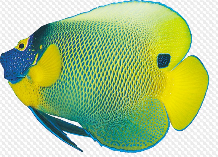 Tropical Fish, 70 PNG images on transparent background, download