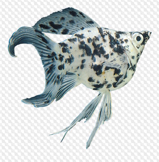 Tropical Fish, 70 PNG images on transparent background, download ...