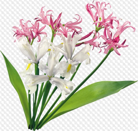 90 PNG, Spring flower, images with transparent background