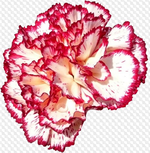 79 PNG, гвоздики белые, красные, розовые, одиночные, в букетах и вазах ...