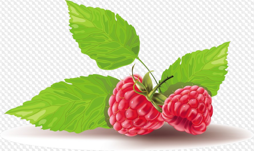 31 PNG, raspberries, berries, bushes, raspberries in baskets and on a ...