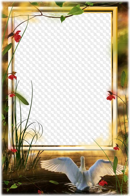 White swan on the lake, photo frame