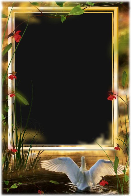 White swan on the lake, photo frame