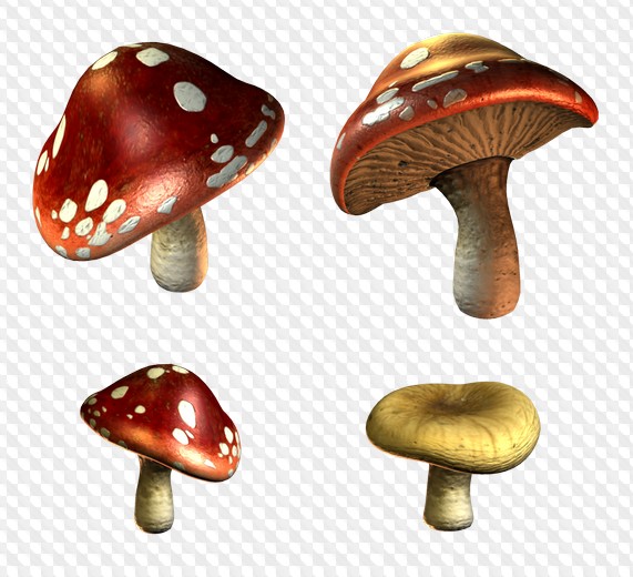 Imágenes prediseñadas de hongos en formato png sobre fondo transparente ...