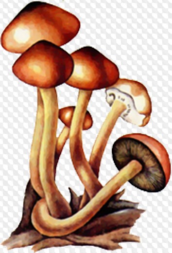 Imágenes prediseñadas de hongos en formato png sobre fondo transparente ...