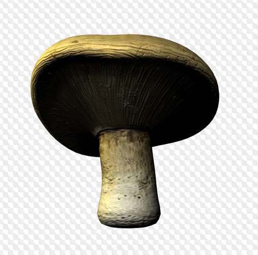 Imágenes prediseñadas de hongos en formato png sobre fondo transparente ...