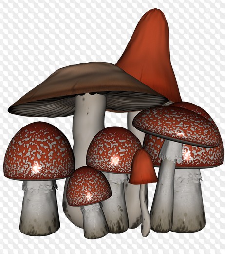 Imágenes prediseñadas de hongos en formato png sobre fondo transparente ...