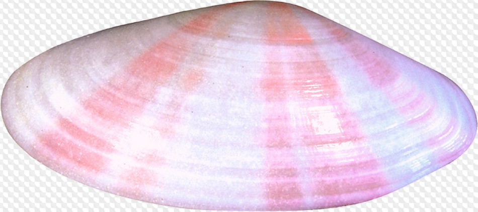 How To Identify British Seashells BBC Countryfile Magazine | atelier ...