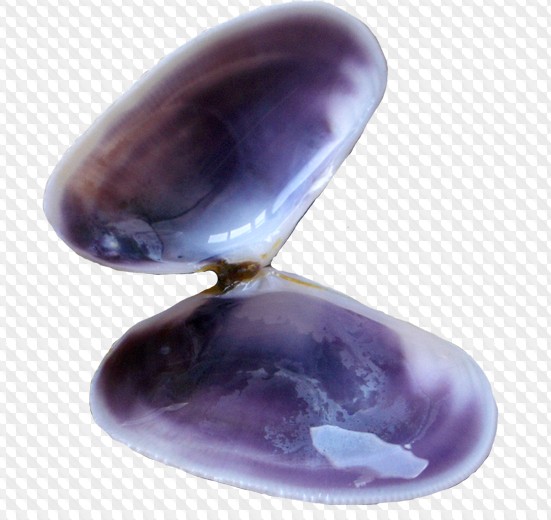 PSD, 41 PNG, Black sea shells with transparent background