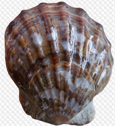 PSD, 41 PNG, Black sea shells with transparent background