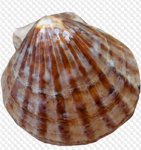 PSD, 41 PNG, Black sea shells with transparent background