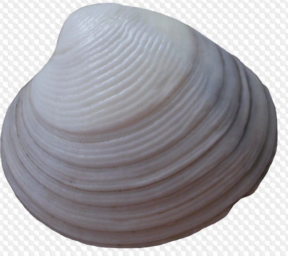 PSD, 41 PNG, Black sea shells with transparent background