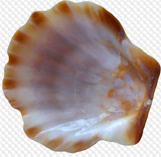 PSD, 41 PNG, Black sea shells with transparent background