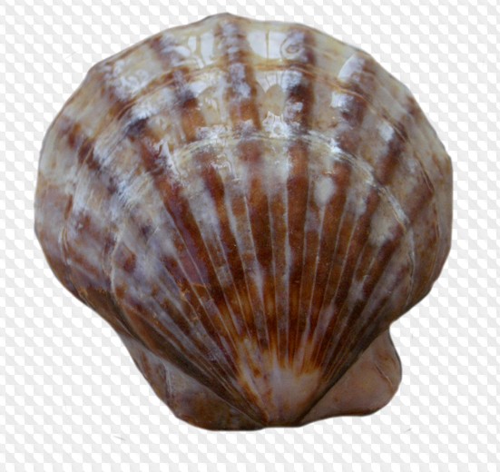 PSD, 41 PNG, Black sea shells with transparent background