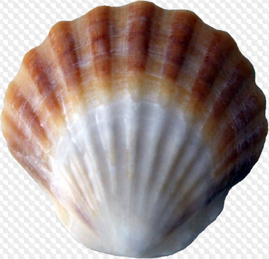 PSD, 41 PNG, Black sea shells with transparent background