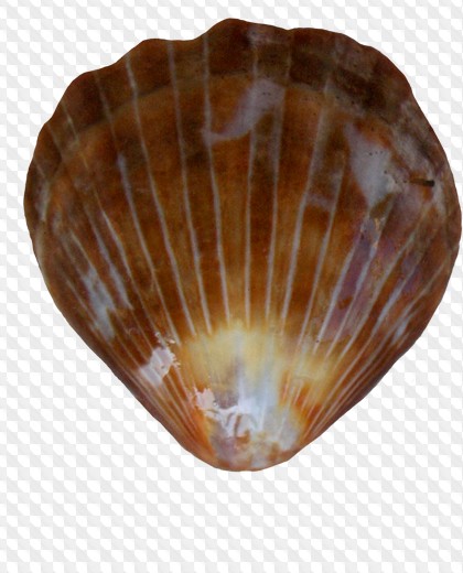 PSD, 41 PNG, Black sea shells with transparent background