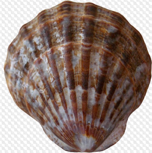 PSD, 41 PNG, Black sea shells with transparent background