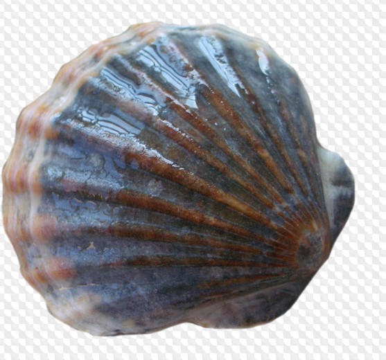 PSD, 41 PNG, Black sea shells with transparent background