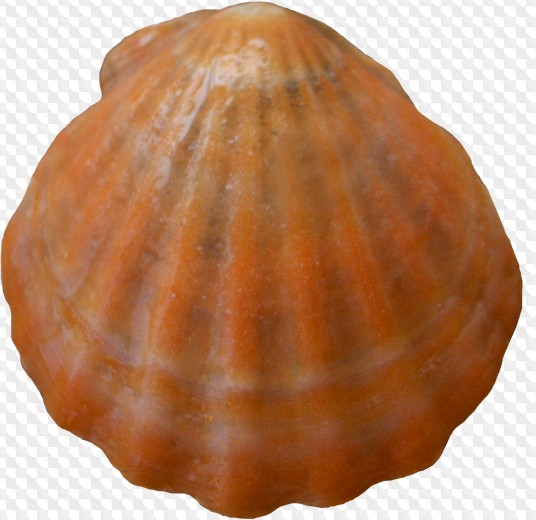 PSD, 41 PNG, Black sea shells with transparent background