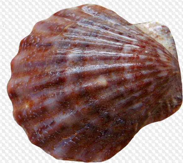 PSD, 41 PNG, Black sea shells with transparent background