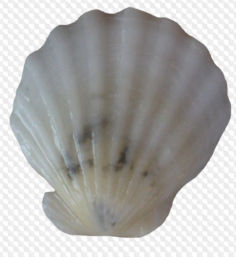 PSD, 41 PNG, Black sea shells with transparent background