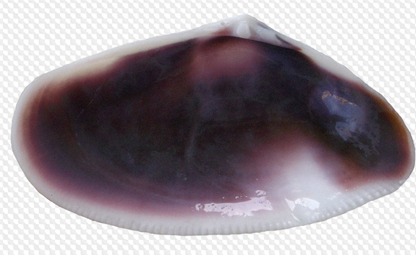 PSD, 41 PNG, Black sea shells with transparent background