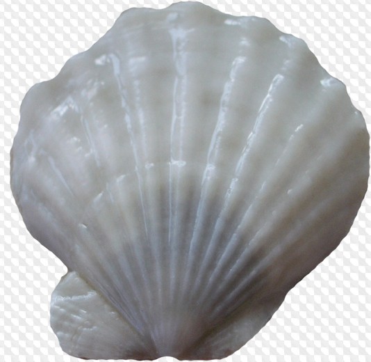PSD, 41 PNG, Black sea shells with transparent background