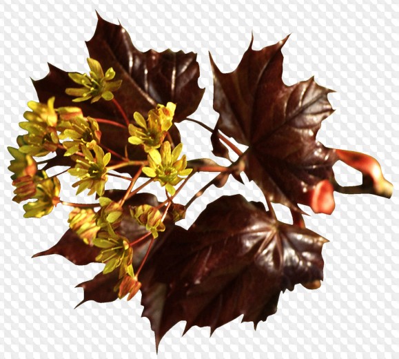 Automne Png