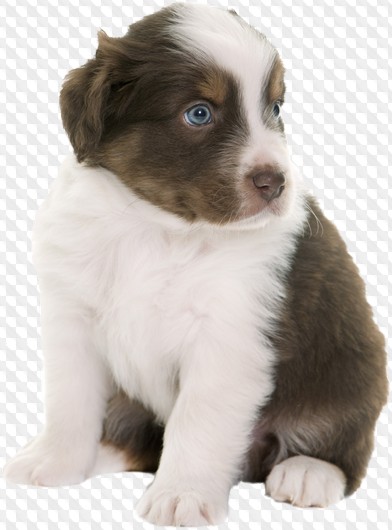 19 PNG, Dogs on a transparent background