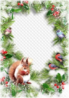 Bird photo frame free download - The Beautiful parrots