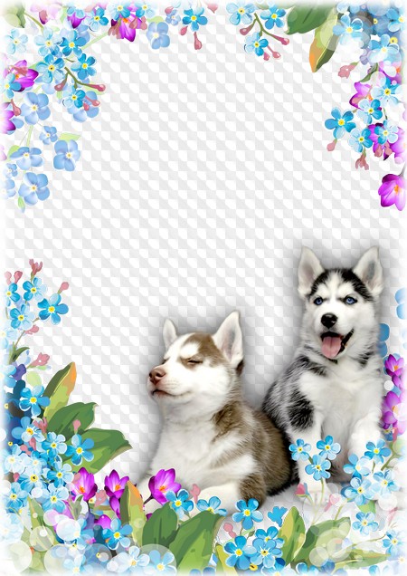 Husky puppies, photo frame
