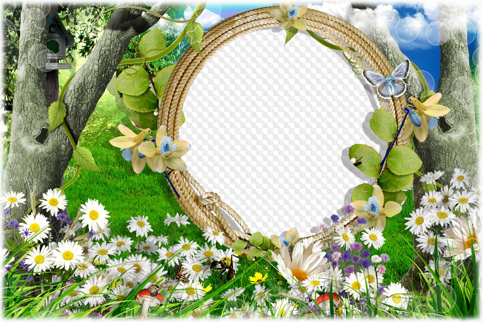 Nature, photo frame with camomiles in the summer forest.