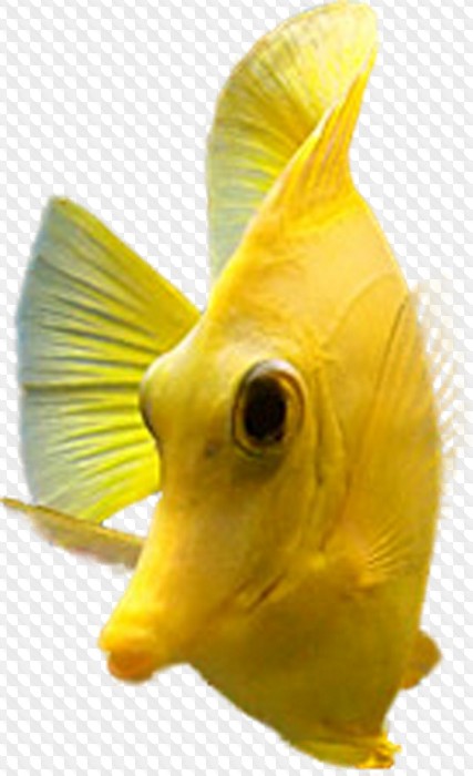 Yellow fish on a transparent background, PNG, PSD.