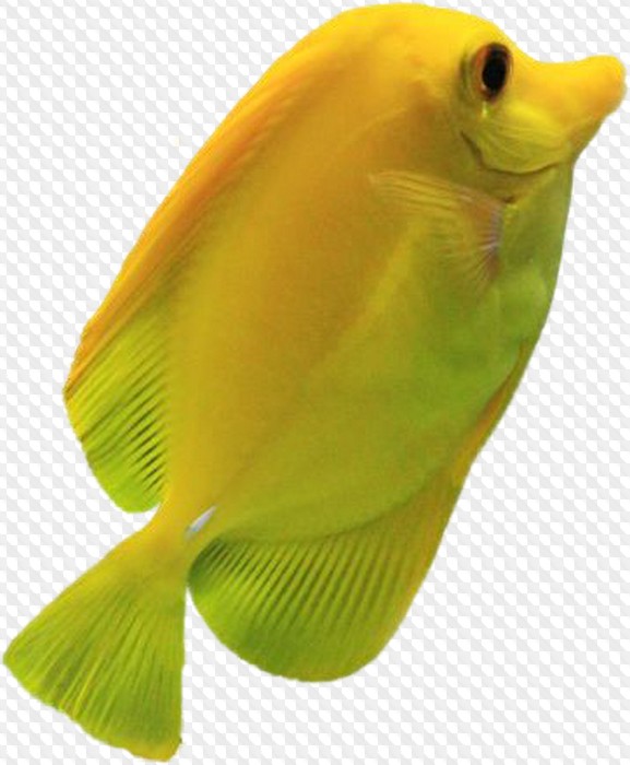 Yellow fish on a transparent background, PNG, PSD.