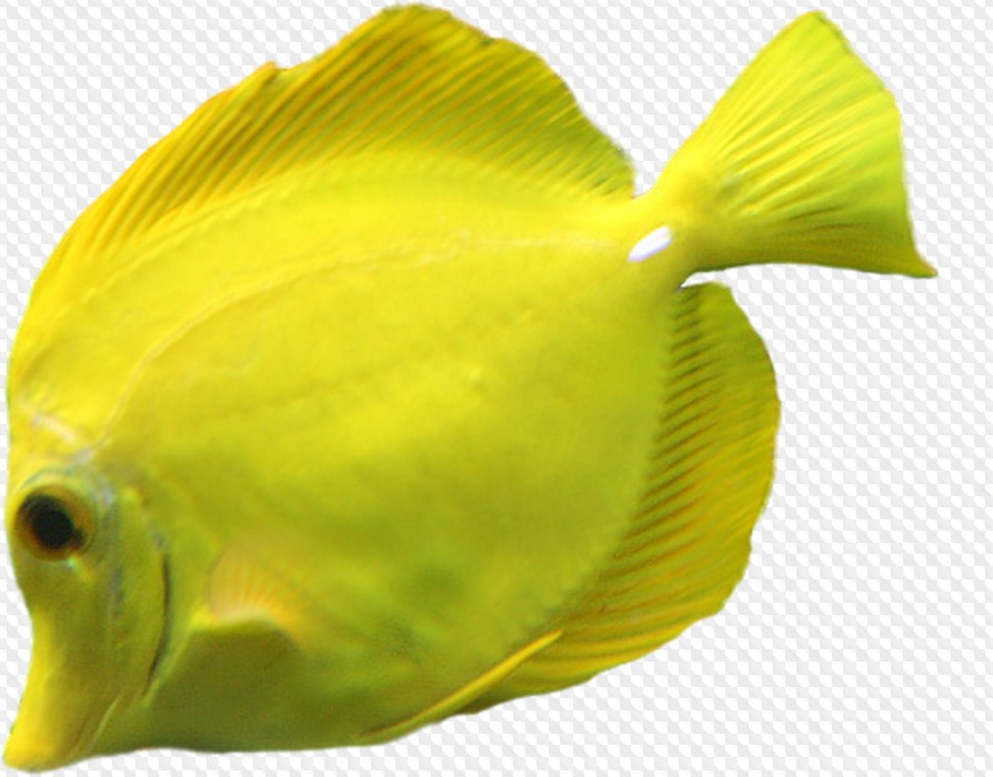 Yellow fish on a transparent background, PNG, PSD.