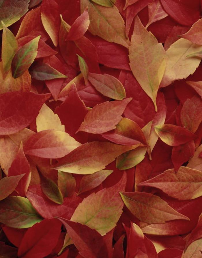 Autumn Backgrounds for Photoshop, free download