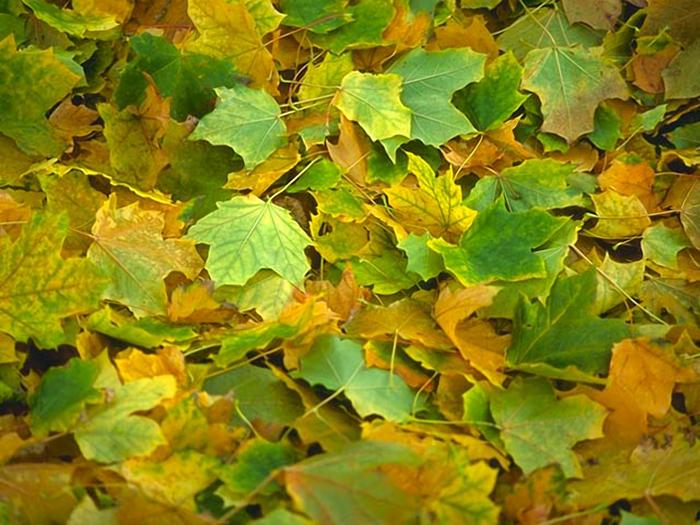Autumn Backgrounds for Photoshop, free download