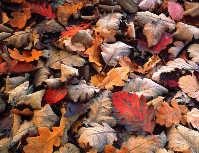 Autumn Backgrounds for Photoshop, free download
