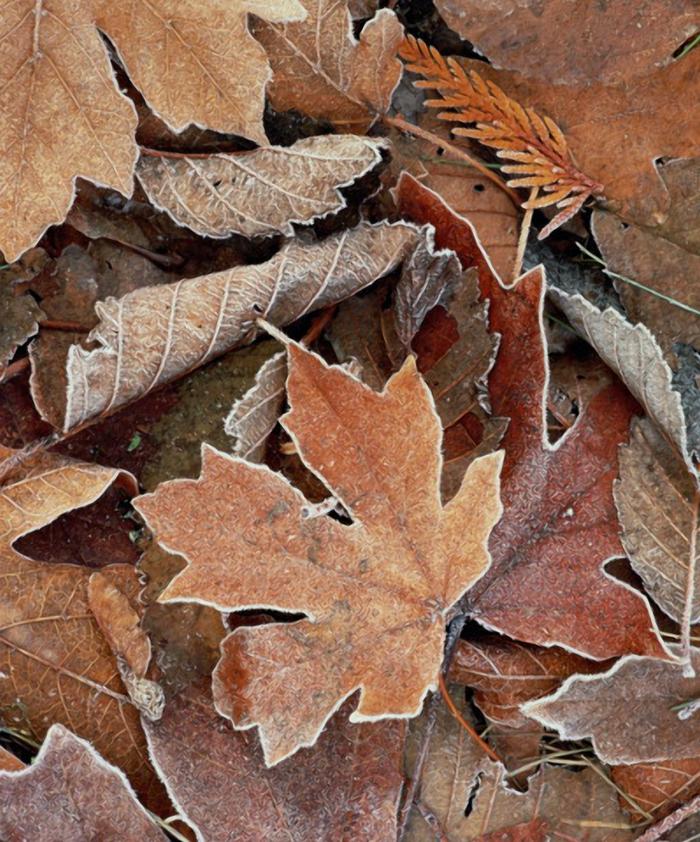 Autumn Backgrounds for Photoshop, free download